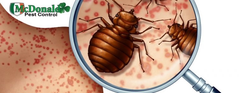 What Are the Signs of a Bed Bug Allergic Reaction?