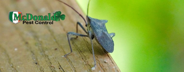9 Common Summer Bugs That Are Active in Florida