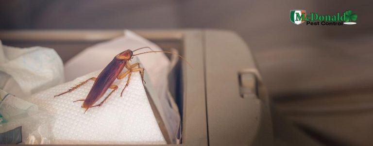 How to Get RId of Cockroaches in Your Car | McDonald Pest Control