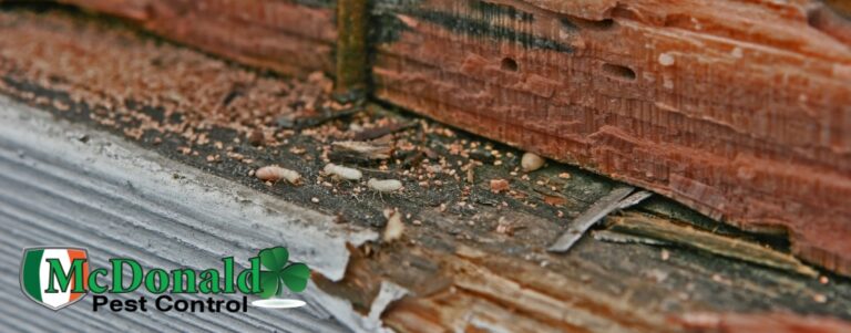 What Does Termite Damage Look Like? | McDonald Pest Control