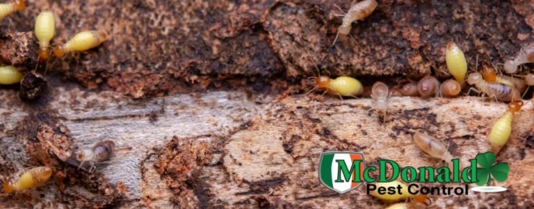 Drywood vs. Subterranean Termites: Know the Differences